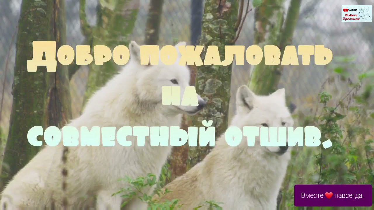 Вместе навсегда. Третийй отчет.