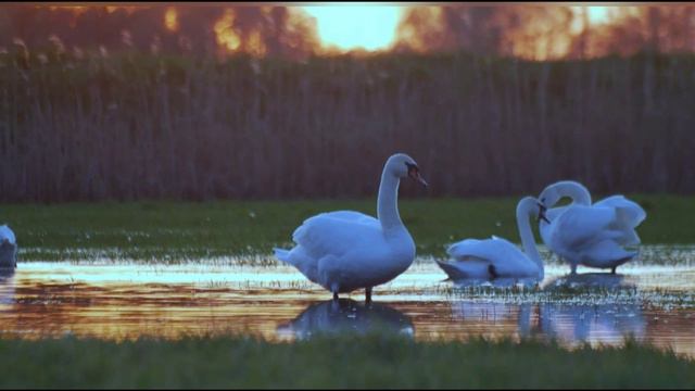 3 минуты о лебедях
