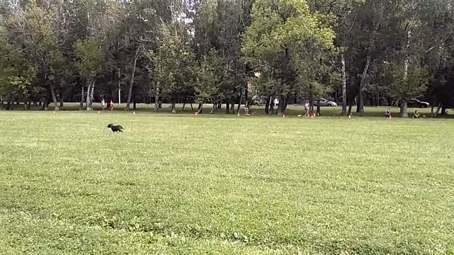 Елена и стаффбуль Умка. Фризби-Фристайл..mp4