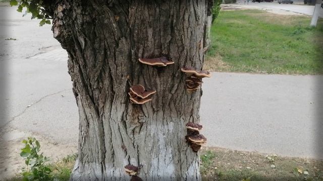 Красивые паразиты