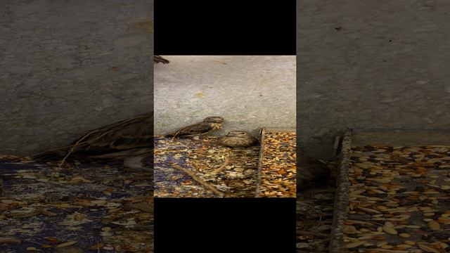 Гибриды щегол+канарейка15-08-2024