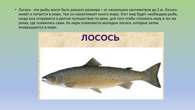 Морские и речные рыбы природоведение 6 кл.mp4