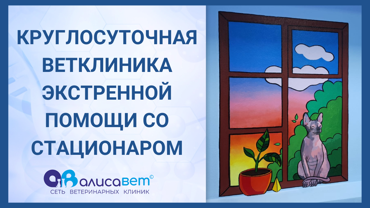 Ветклиники Южного Бутова