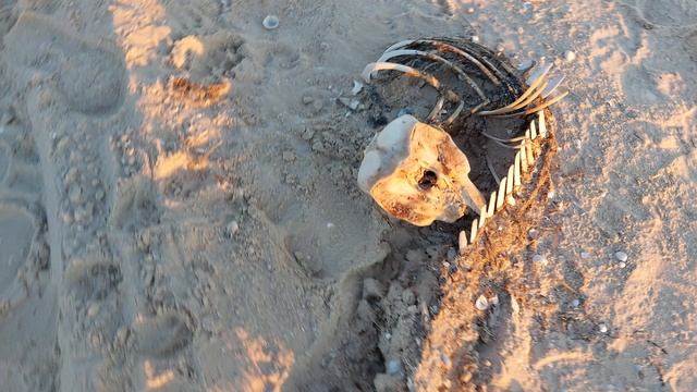 Скелет дельфина "азовка".Беглицкая коса.Таганрог.