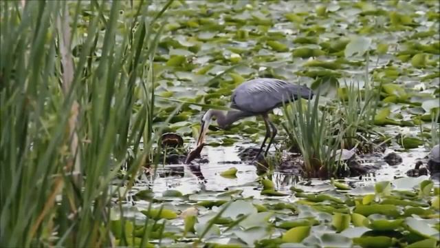 серая цапля.mp4
