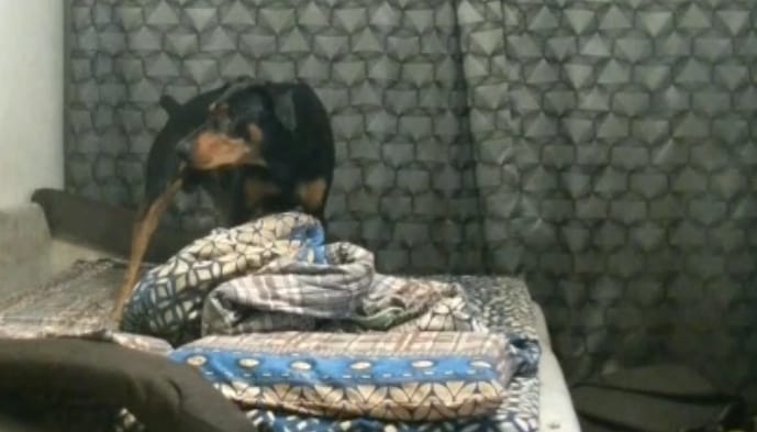 Доберманья любовь или... доберман доминирует, или... хитрый, наглый доберман...