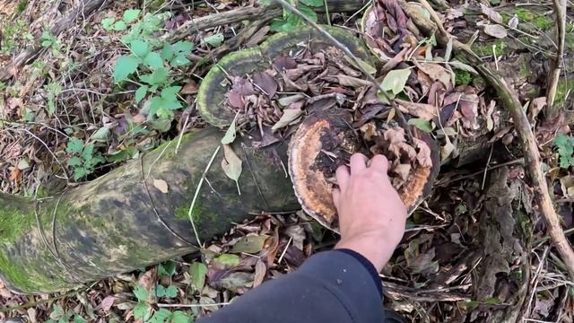 ОТец ищет грибы 14 октября