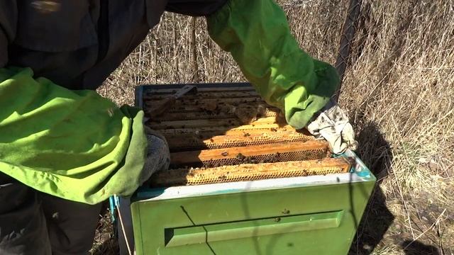 Осмотр третьей семьи на 11 рамках Дадана, 18.04.2021 нашёл Матку с зелёной меткой