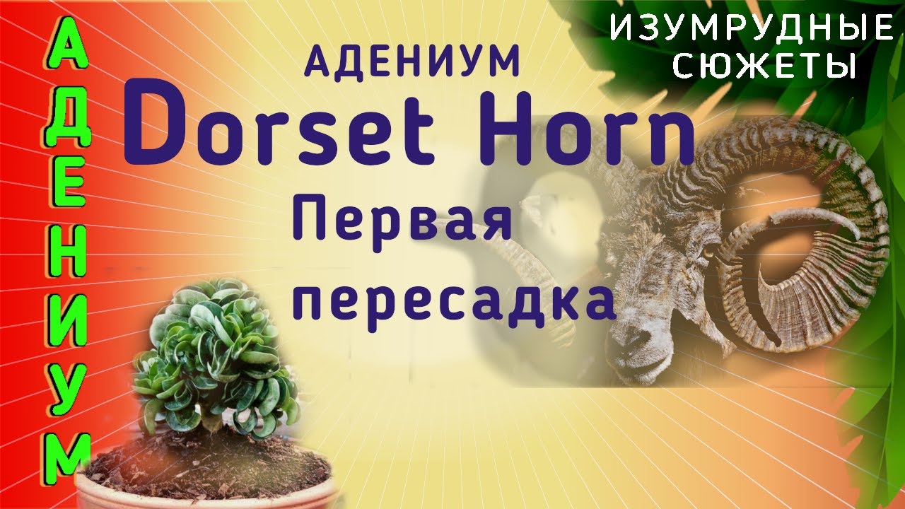 Адениум. Пересадка И Выращивание Адениума DORSET HORN.