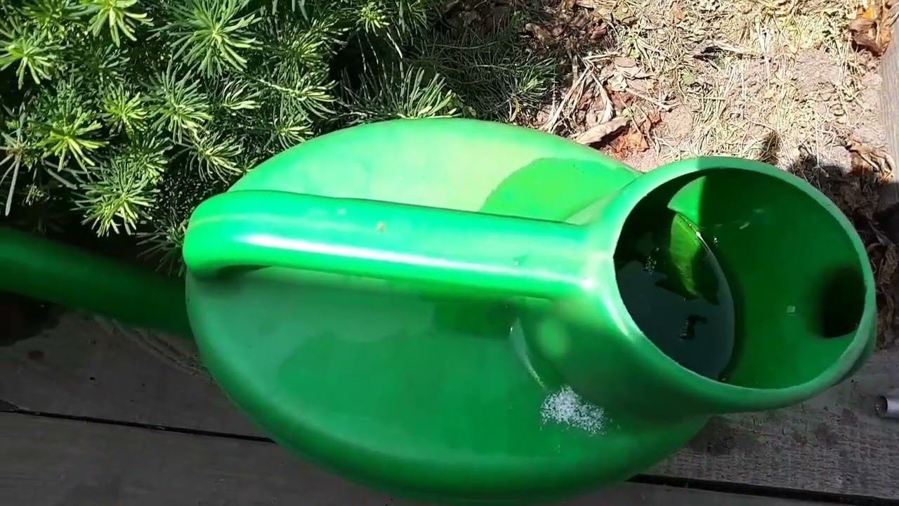 Скоро лук убирать!