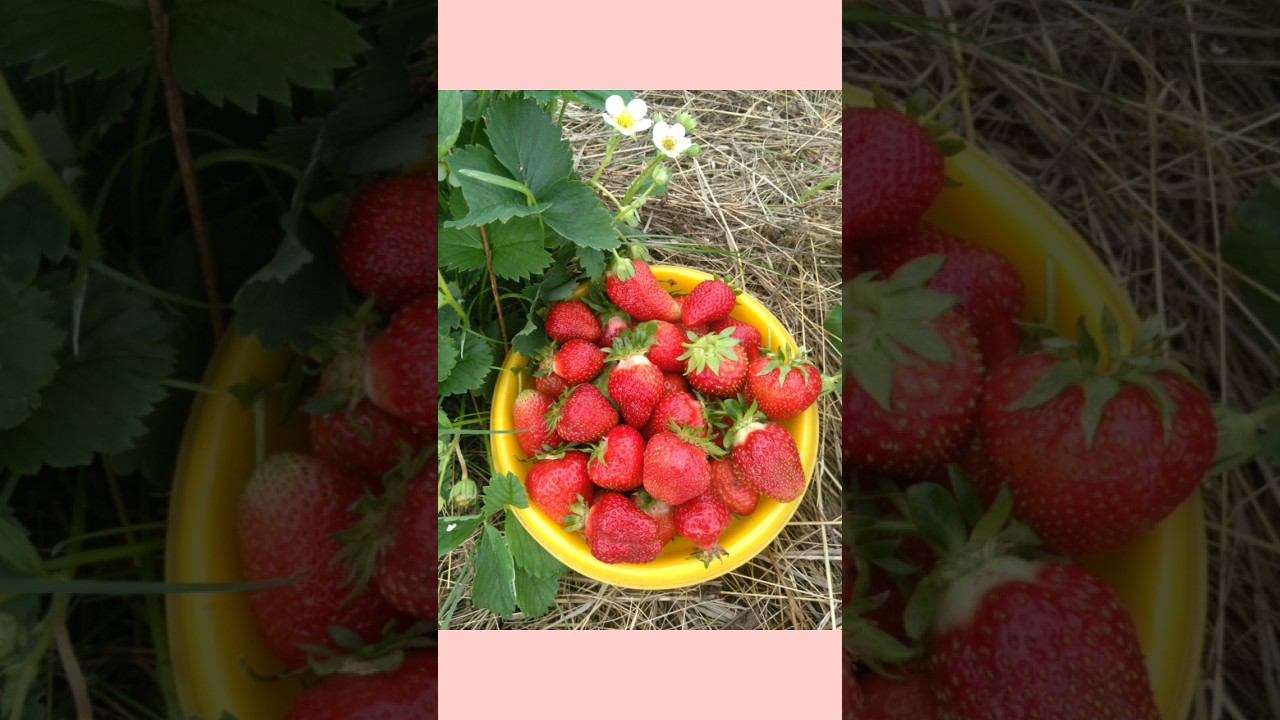 Урок 2. Что такое клубника на самом деле? Отличие клубники от земляники.