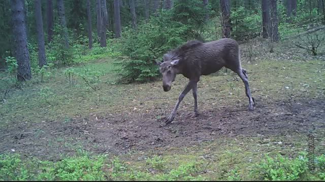 ЛОСИ В СОСНОВОМ БОРУ