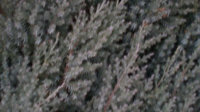 DSCN4983.AVI Мой можжевельник март 2022 год