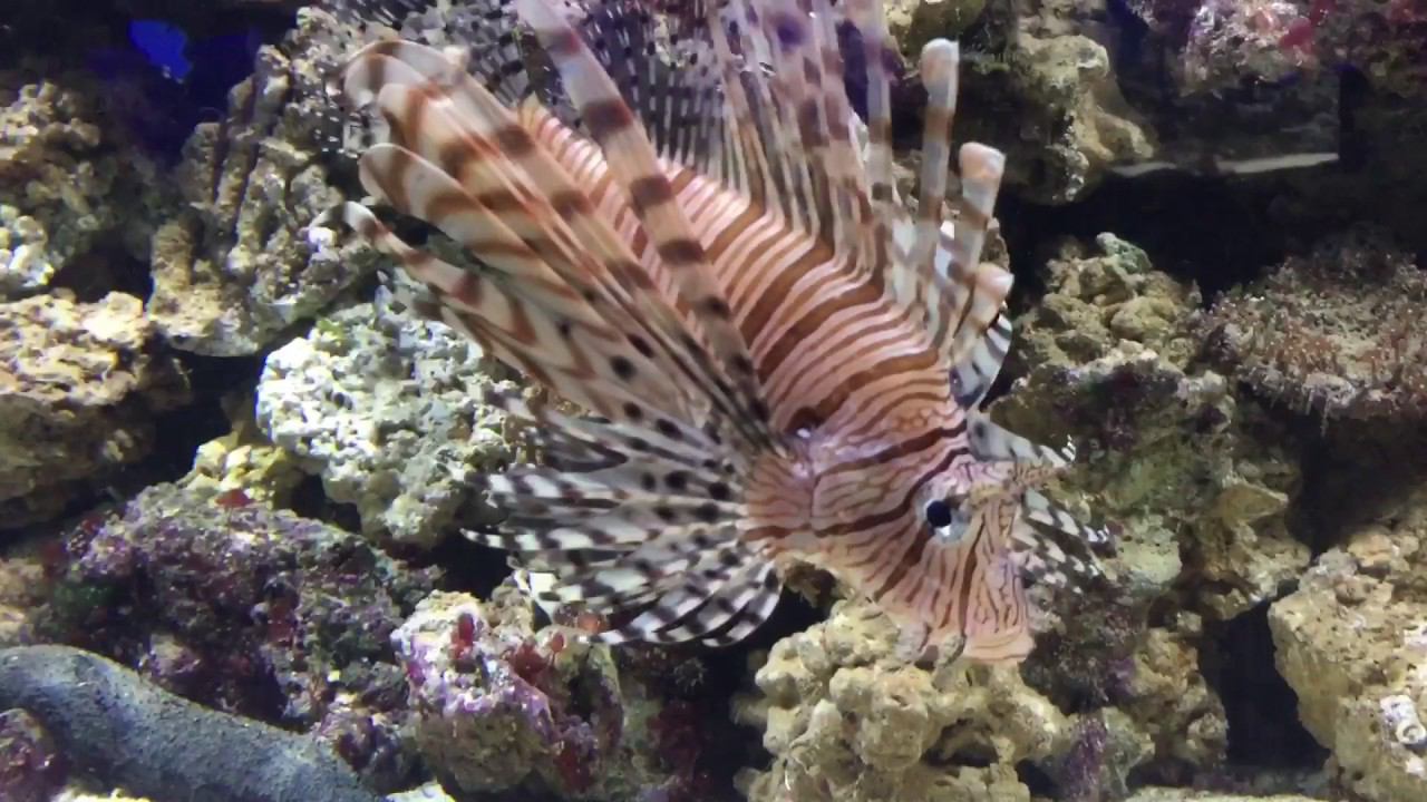 Москвариум. ВДНХ (часть 2)