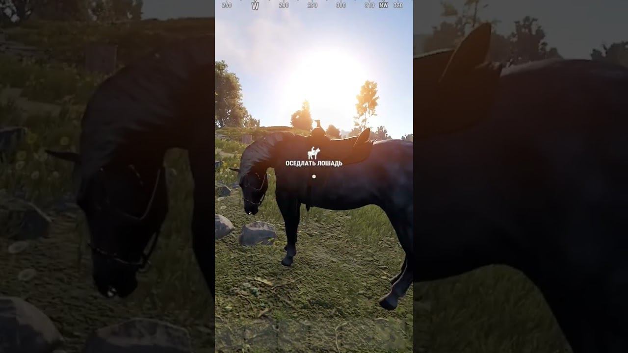 Ты точно не знал этот факт о конях!!!