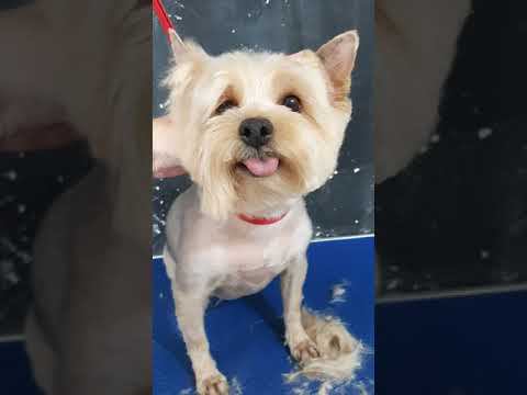 Стрижка головы Йорка