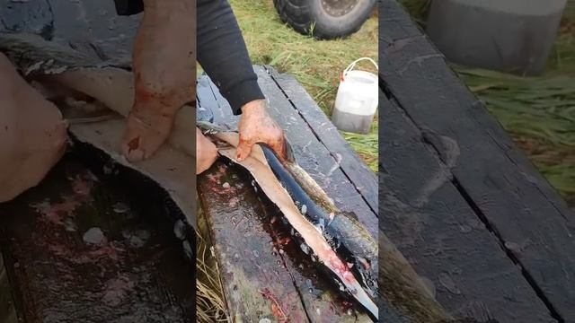 Разделка ЩУКИ для засолки в тузлуке!  #shorts