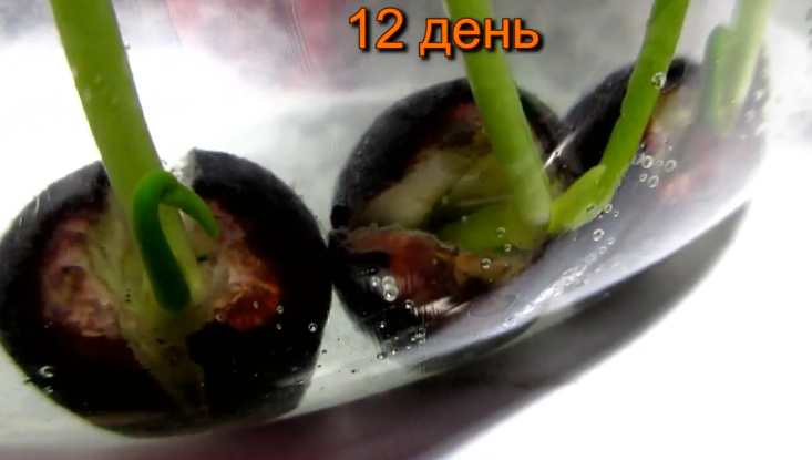 Как вырастить  лотос из семян за 14 дней.Germination of lotus seeds 14 days..mp4