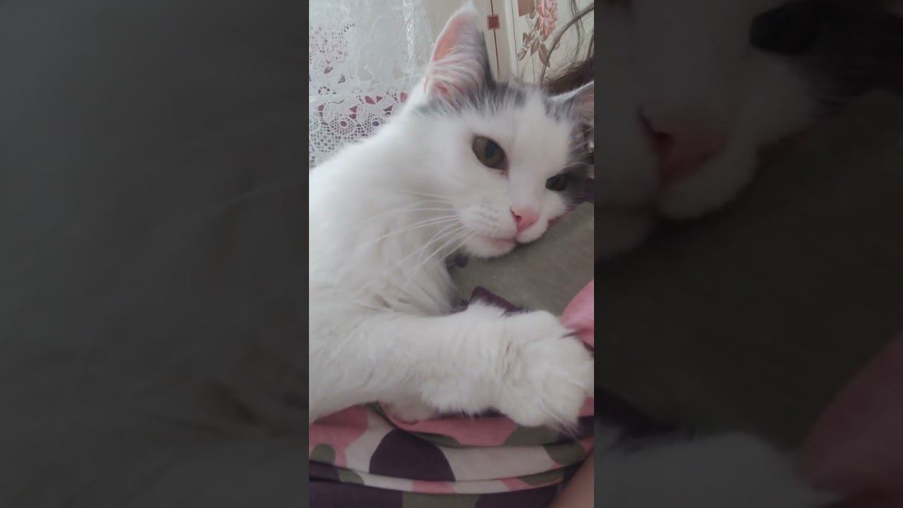 Генетика: красота котов раскрыта #котикитакиекотики #probalanceкорм #шортс