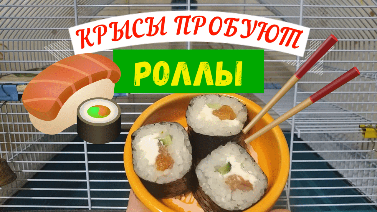 КРЫСЫ ПРОБУЮТ РОЛЛЫ