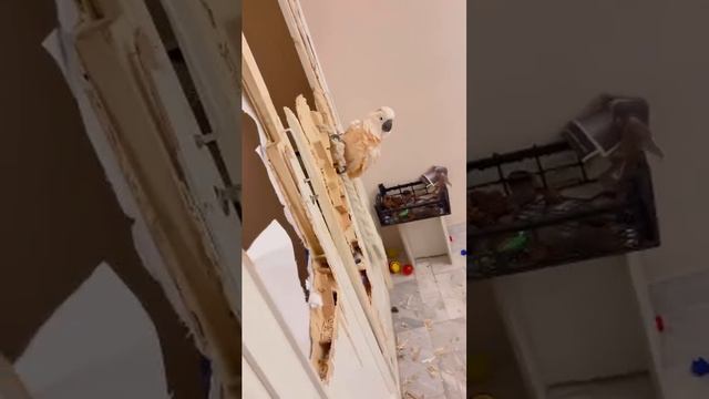 когда забыла закрыть попугая.mp4