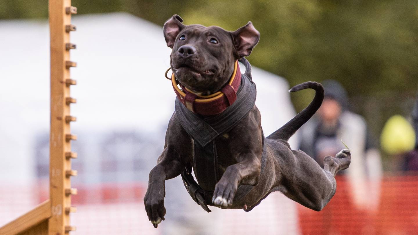 Соревнования по пит-стафф многоборью Jump'n'Gym Fest. 18.09.2021 г. Москва