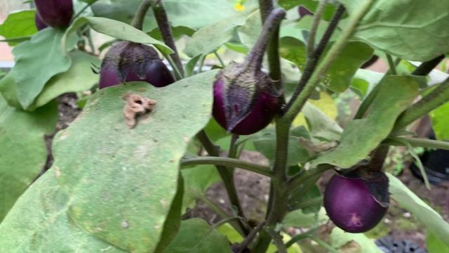 Сад 30 июля. Хроника.