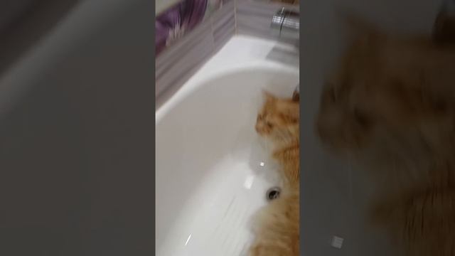 Cat morning Утро кота