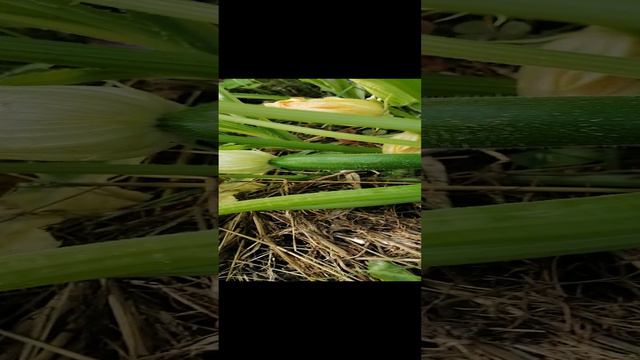 Кабачок на грядке.