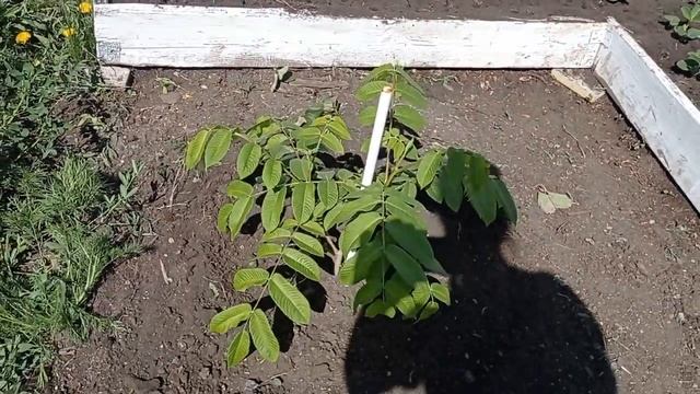 #много_клубники#уход_за_клубникой_с_весны  Клубника от ухода и до сбора урожая!.mp4