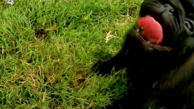 Маленькие породы собак для квартирного содержания