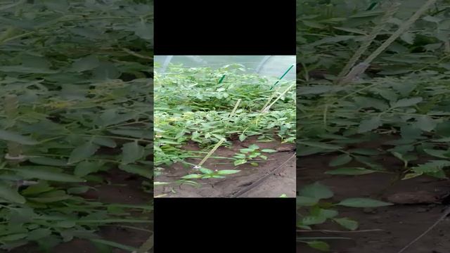 Для чего нужна теплица...... Помидоры в теплице и в открытом грунте......