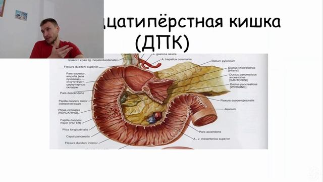 15.19. Пищеварительная система