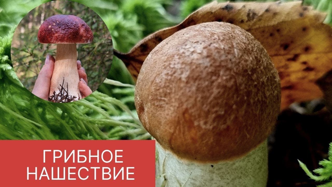 ГРИБЫ ЗАПОЛНИЛИ ЛЕС! грибное нашествие! море грибов в Рязанской области ШОК