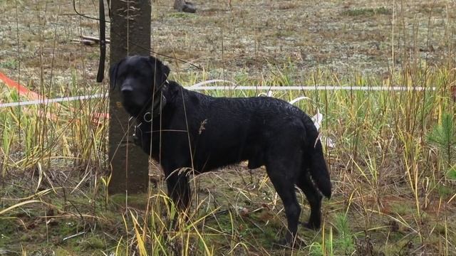 Коряжма ТВ_Соревнования кинологов