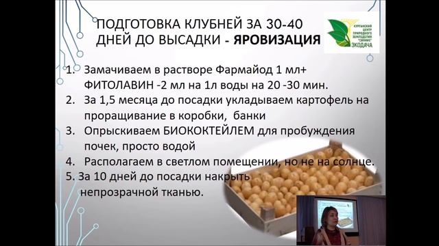 Как вырастить картофель  ведро с куста