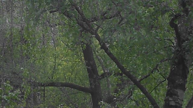 Гон белок 3565864645.DSCN5381