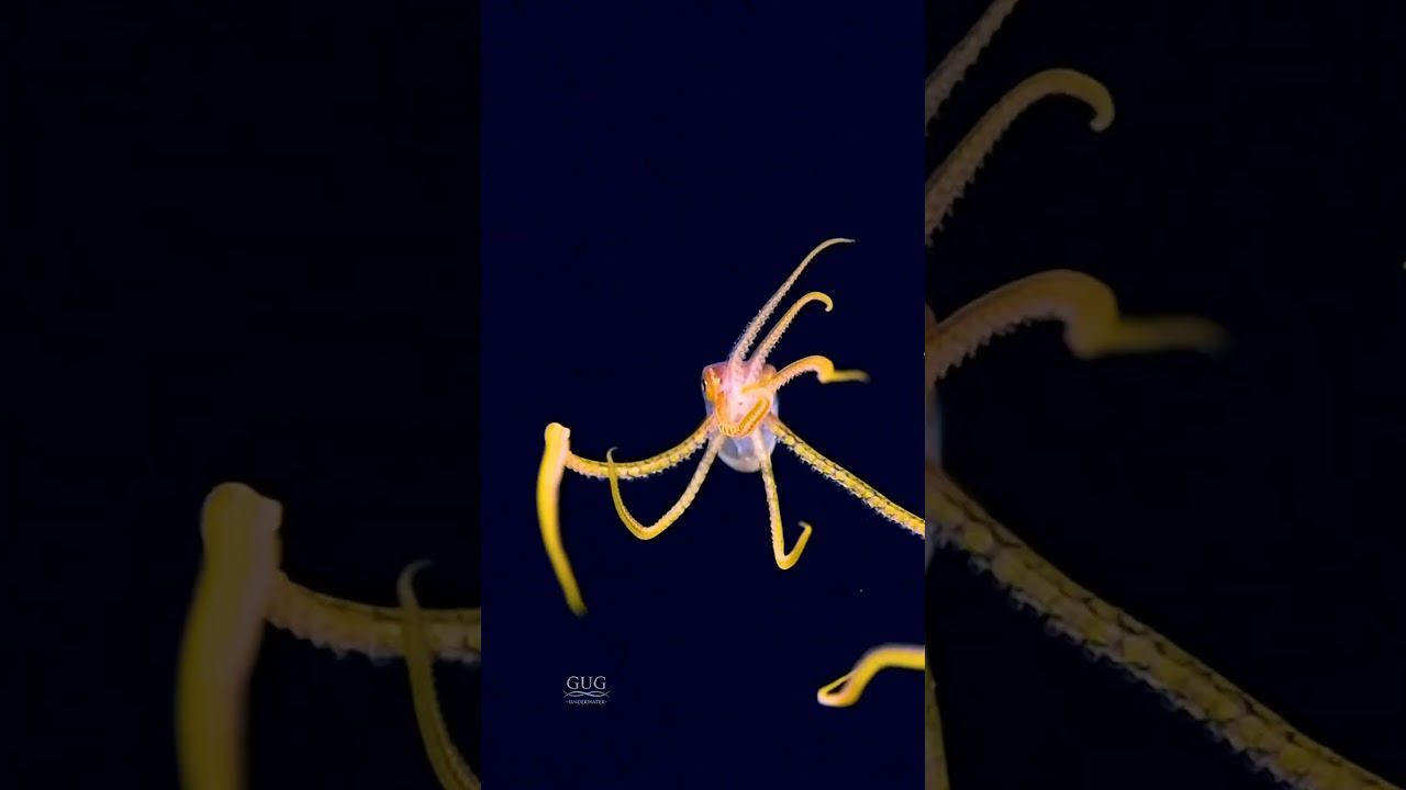 Длиннорукий осьминог. На стадии личинки, дрейфующий черноте океана на глубине нескольких тысяч футов