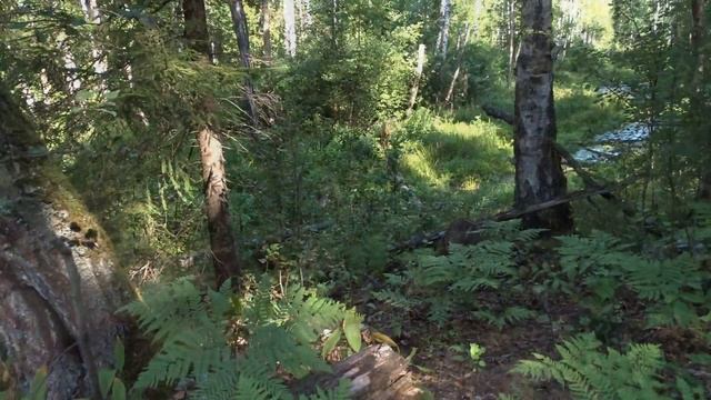 Мещёра. Маршрут Три брода Часть 1.