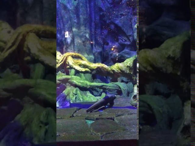 Сеул. Аквариум.(5)