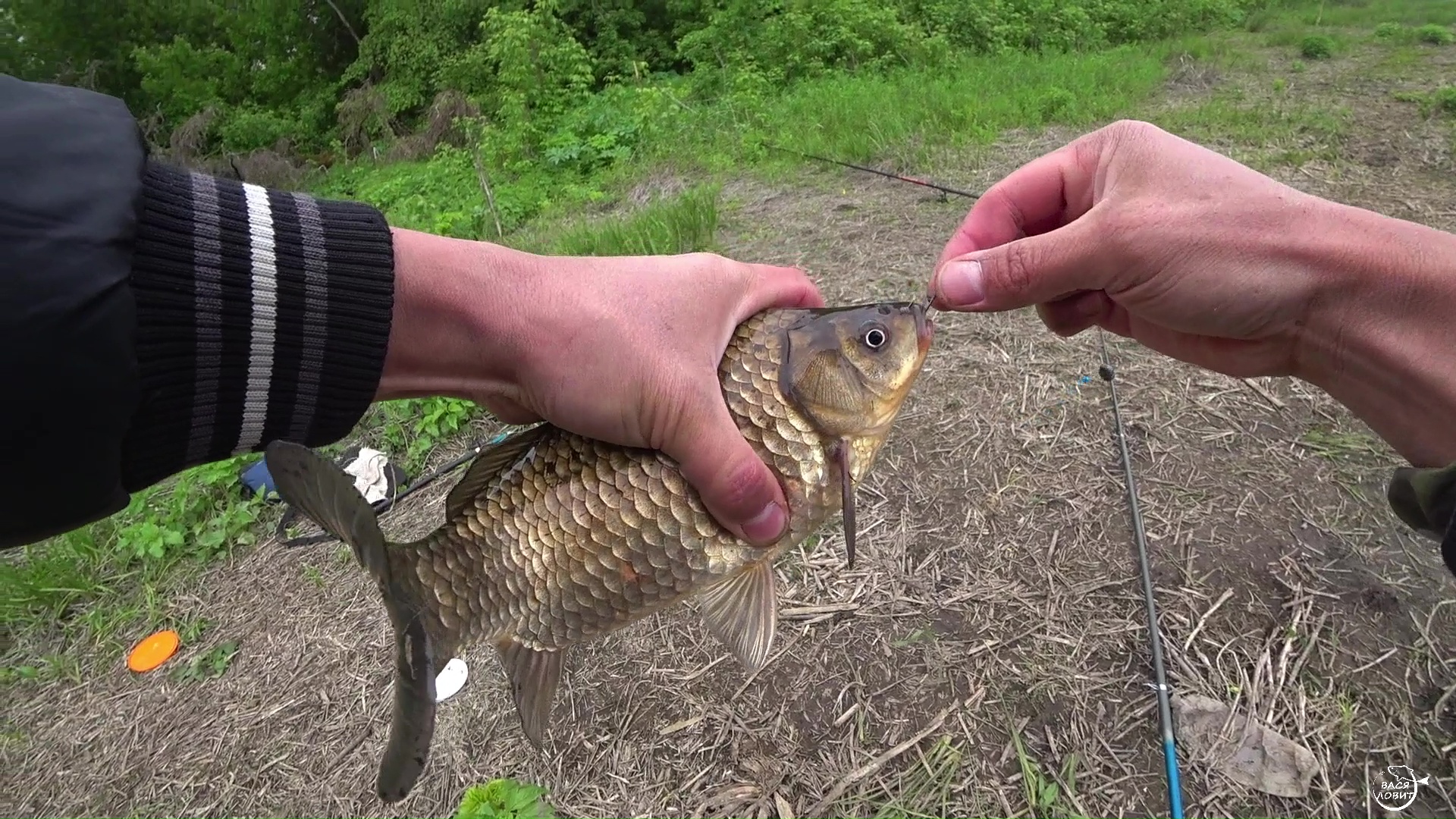 КАРАСЬ НА УДОЧКУ В КАМЫШАХ май 2022 р.Дон. (29.05.2022)