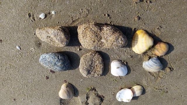 Камни Каспийского моря с ракушками.mp4
