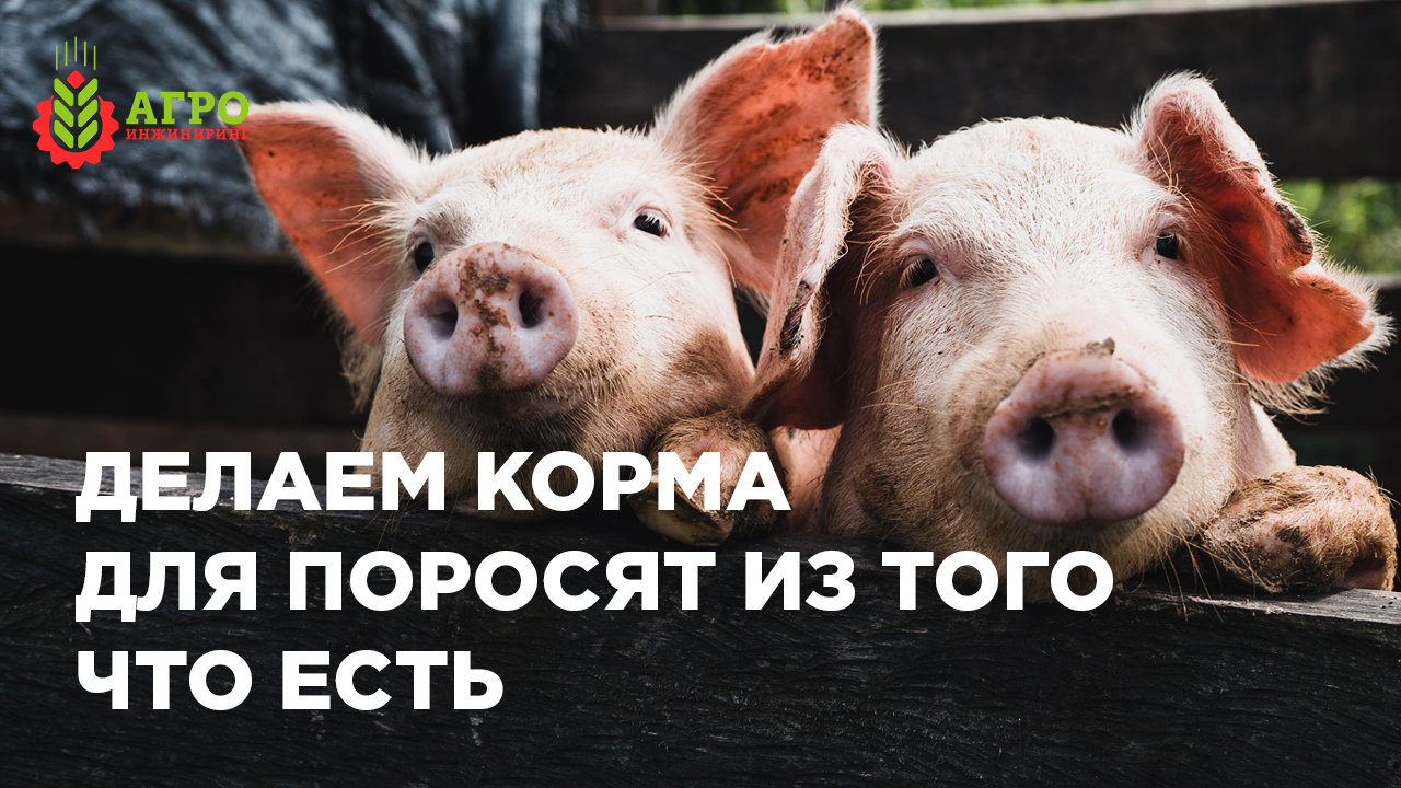 Как делать корма для поросят из имеющегося под рукой сырья. Показываю примеры расчётов рационов.