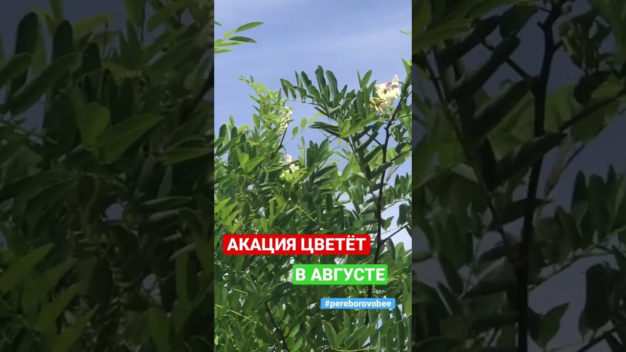 Акация в августе зацвела! #beekeeping #bees #honey #пчеловодство #мёд #suzdal #пасека #пчёлы