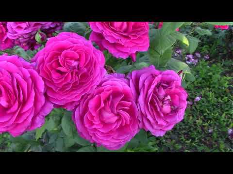 Ох уж эти розы! Голова закружится!