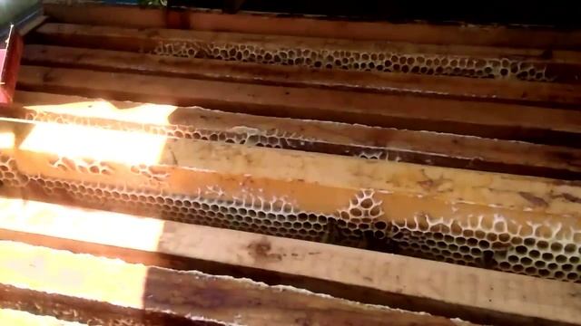 Откачка мёда. Как и когда качать мёд!?