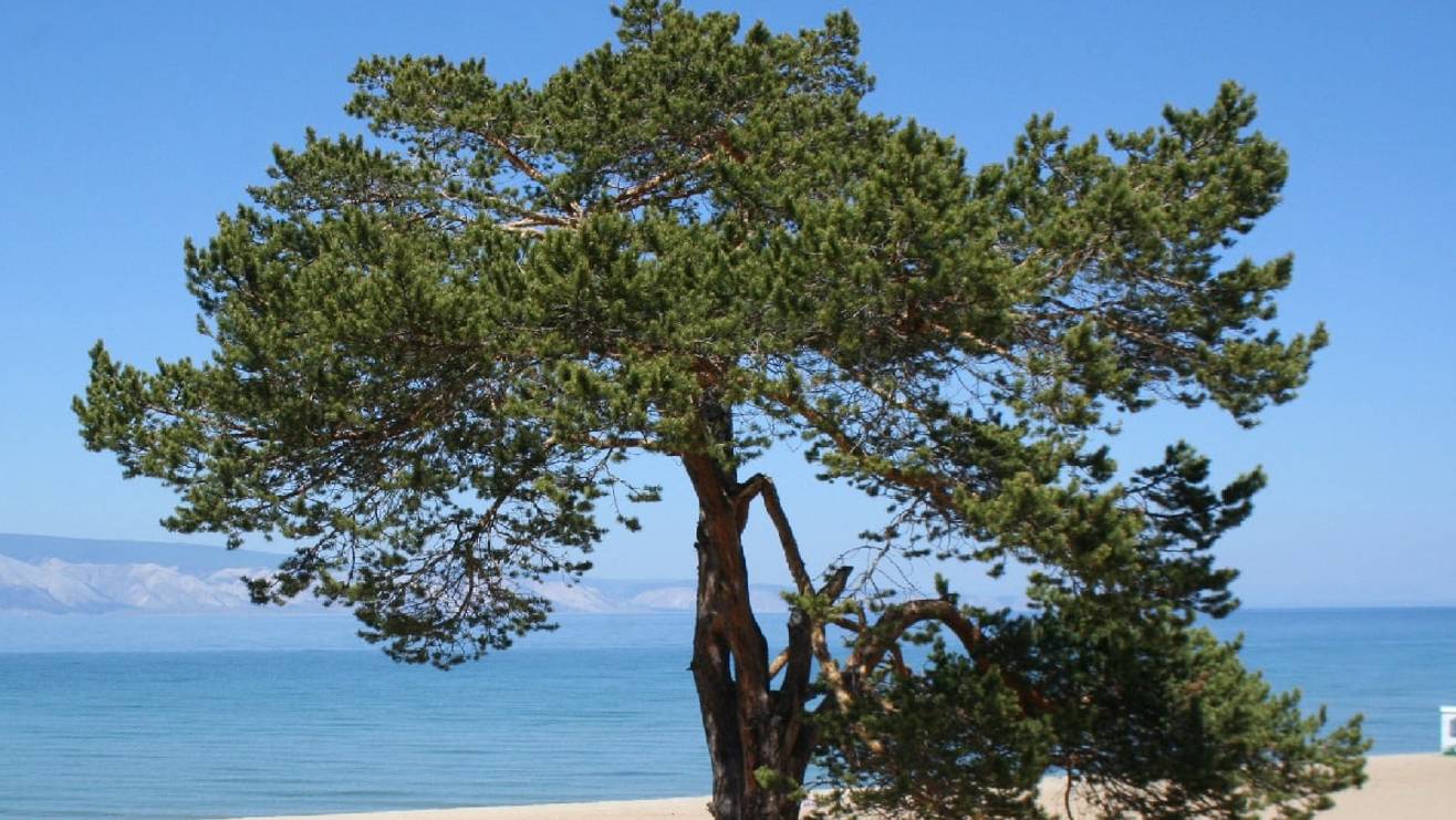 Y2mate.mx-Breath of Existence (888 Hz) _ 1 hour handpan music _ Malte Marten & Marie Delmashttps: