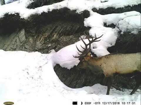 Маралы в Алтайском заповеднике зимой. Кадры фотоловушек.