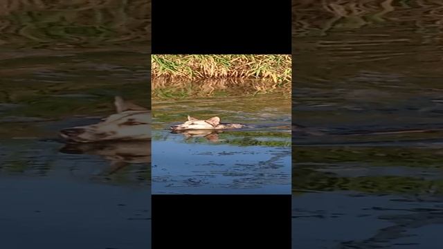 Собака охотится на утку.