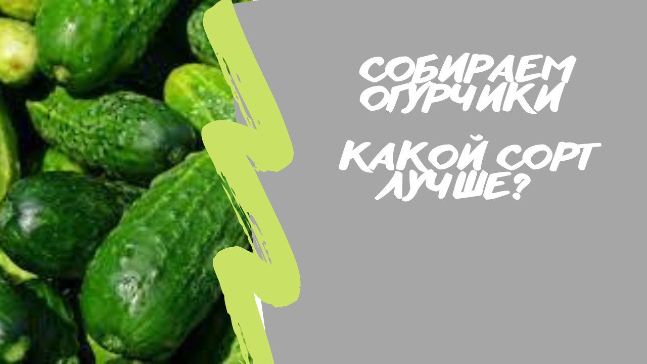 Собираем огурчики?. Какой сорт лучше?